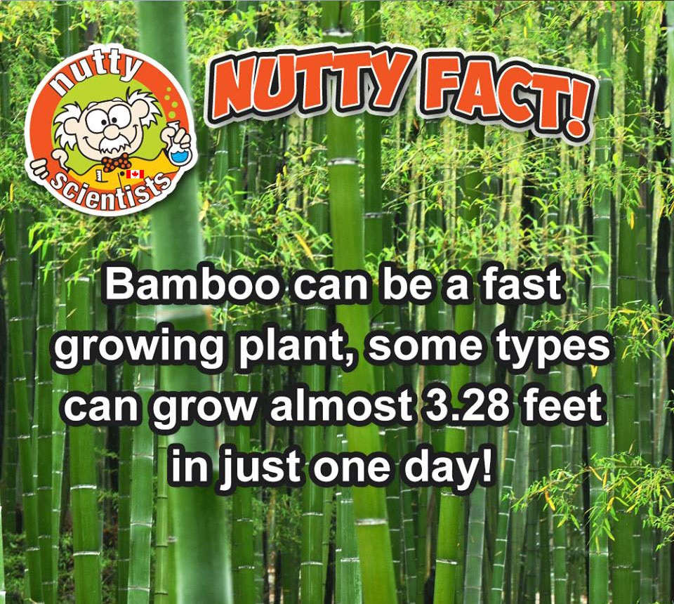 Nutty Scientists Canada | Bamboo Plant